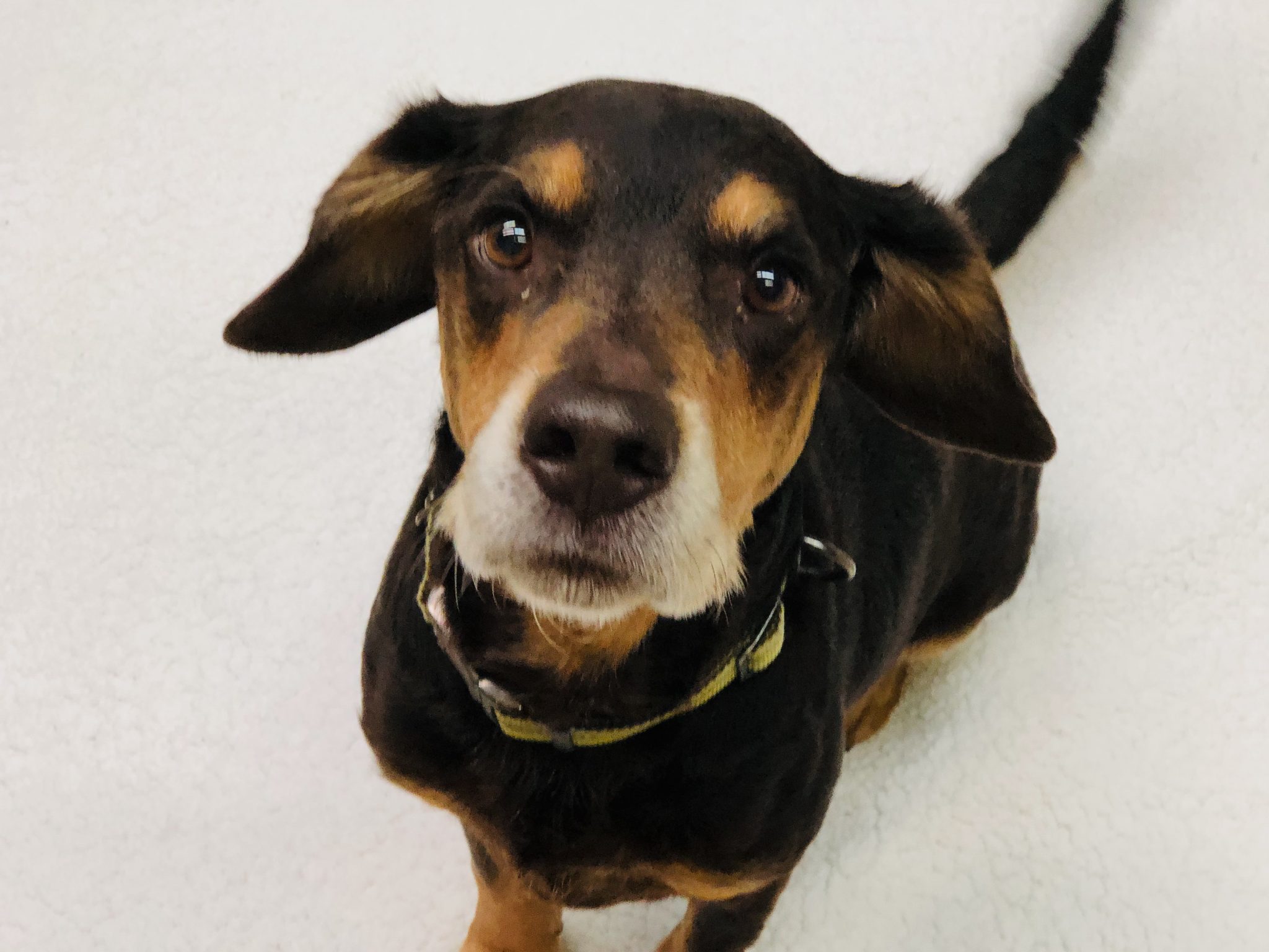 Who We Are - Paws and Prayers