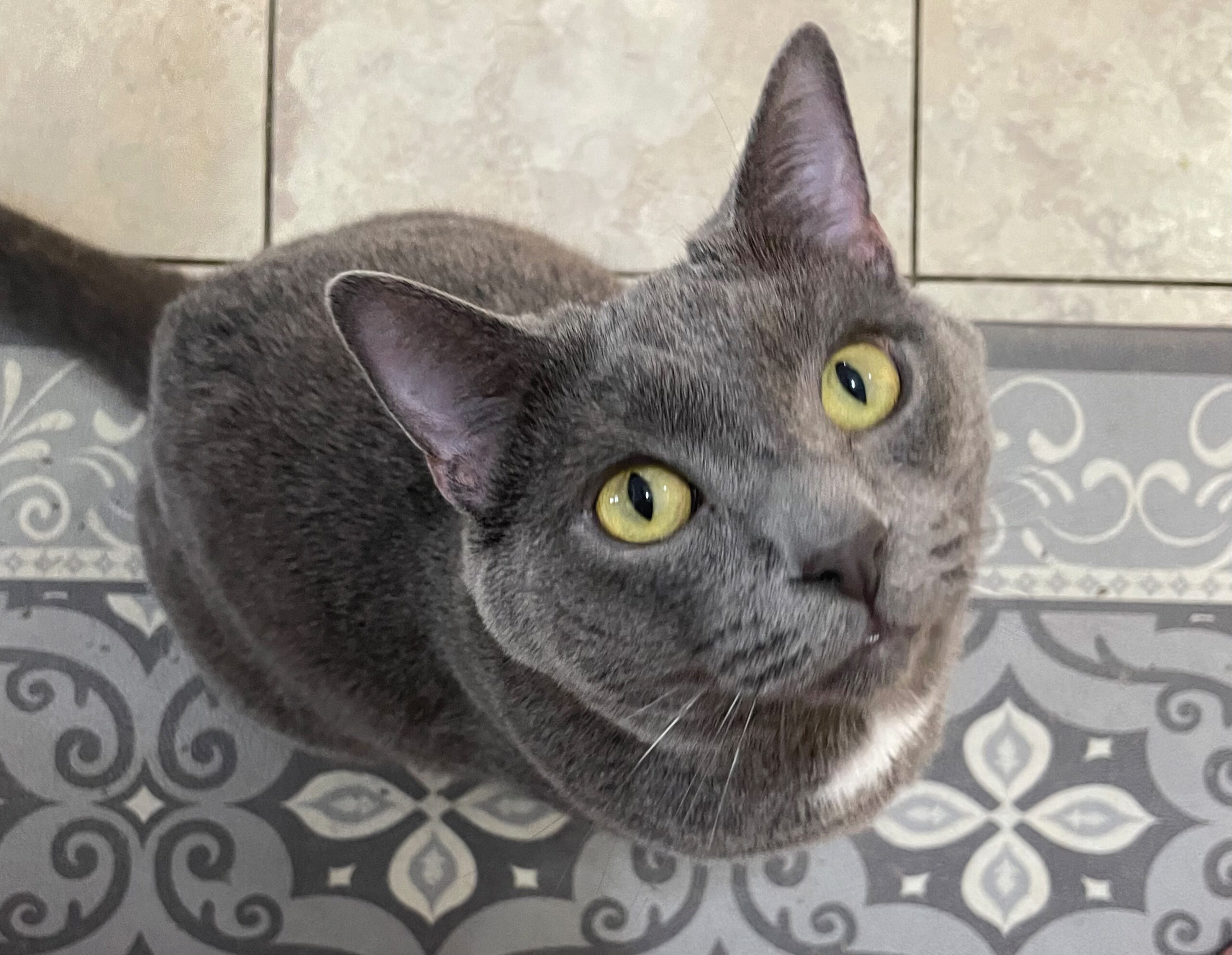 2_Slug_Jamie Cheatham - Paws and Prayers