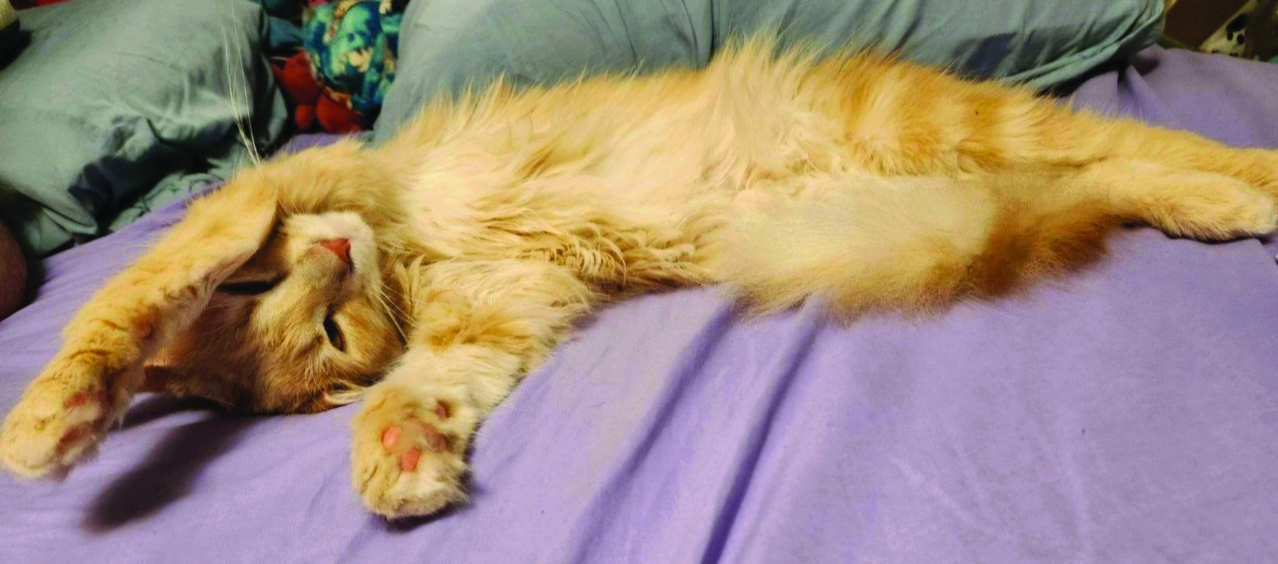 7_Zoey_Chris Back - Paws and Prayers