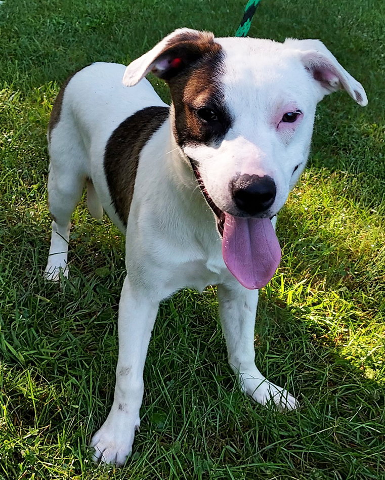 Adoption Information - Paws and Prayers